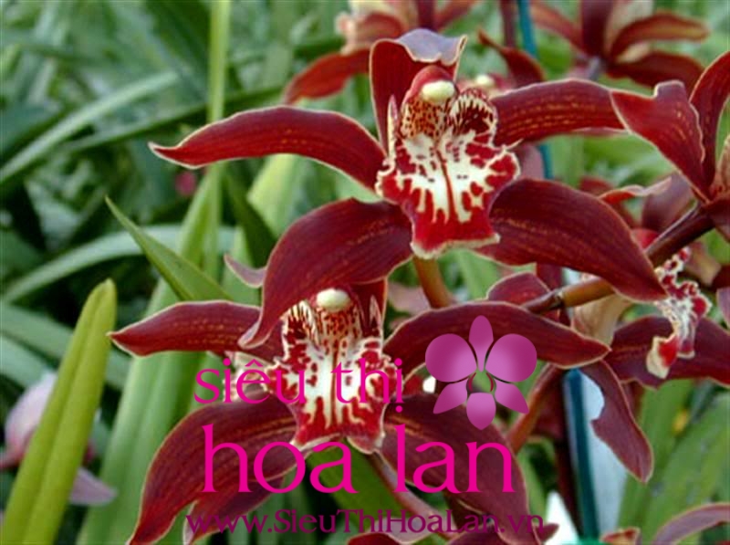 Địa Lan Cọp đỏ Loại Lan Quý Nhiều Người Săn Lùng