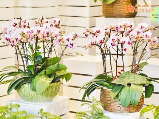 Hoa Lan Hồ Điệp Mini Xu Hướng Hoa Cảnh Trong Năm 2021